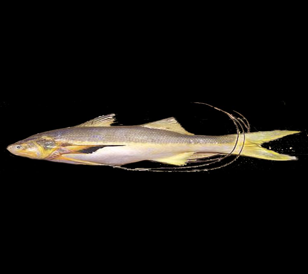 TAPOSI FISH 1KG-1kg #1129925 buy from Deshi Fish . in AjkerDeal