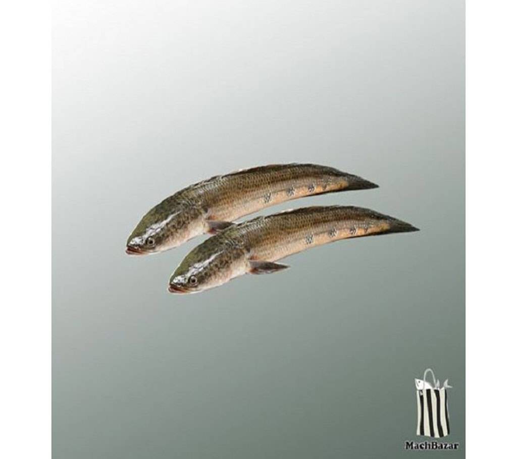 Gojar Fish 1 KG #1134829 buy from Mach Bazar . in AjkerDeal